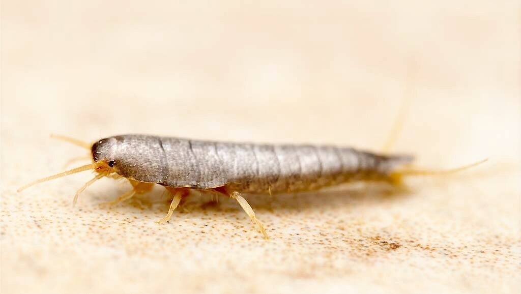 Des bestioles dans votre maison? Voici ce que la présence de ces ...