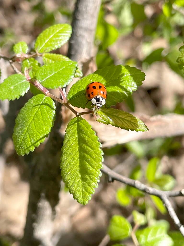 Des bestioles dans votre maison? Voici ce que la présence de ces ...