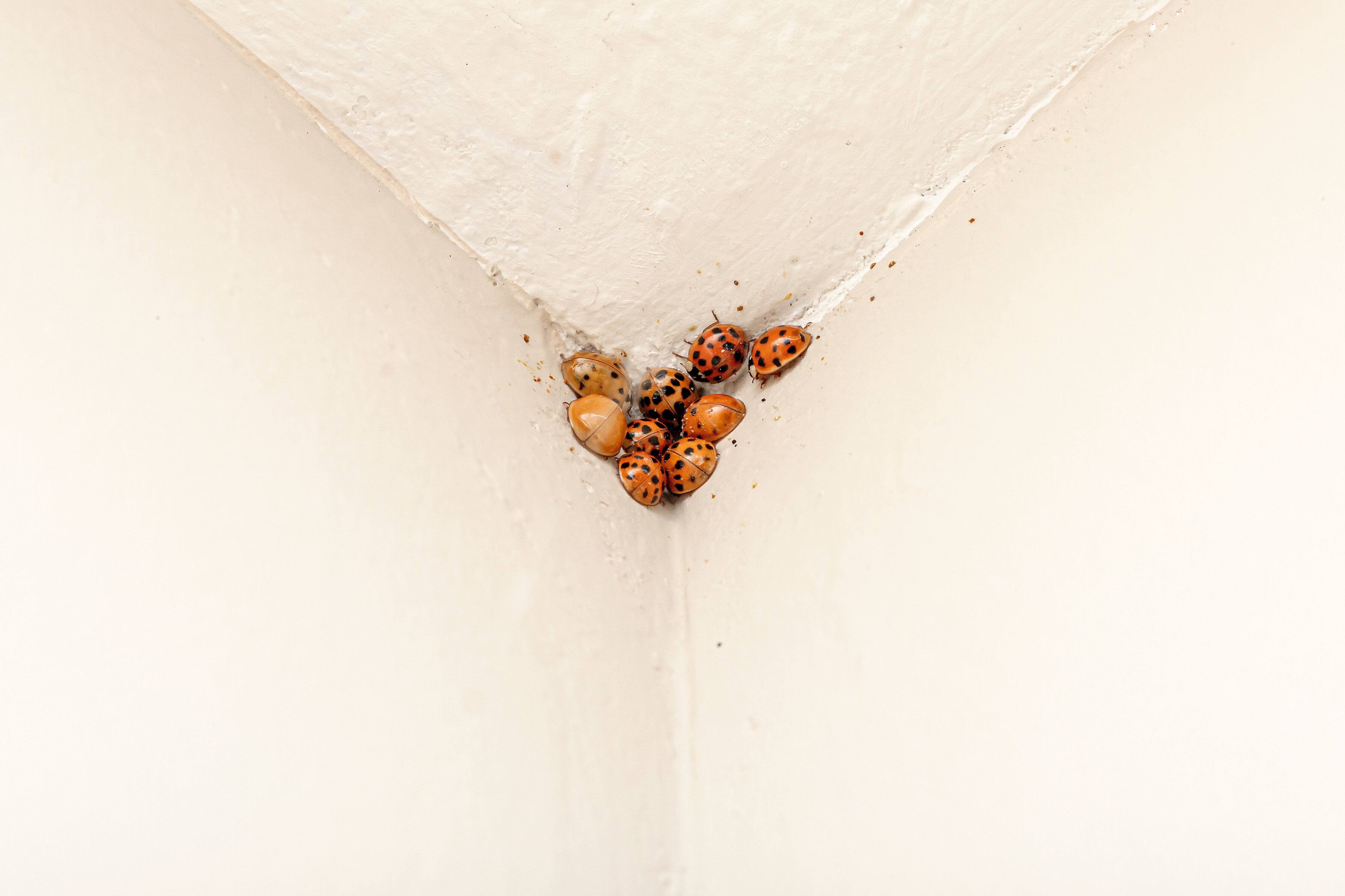 Des bestioles dans votre maison? Voici ce que la présence de ces ...