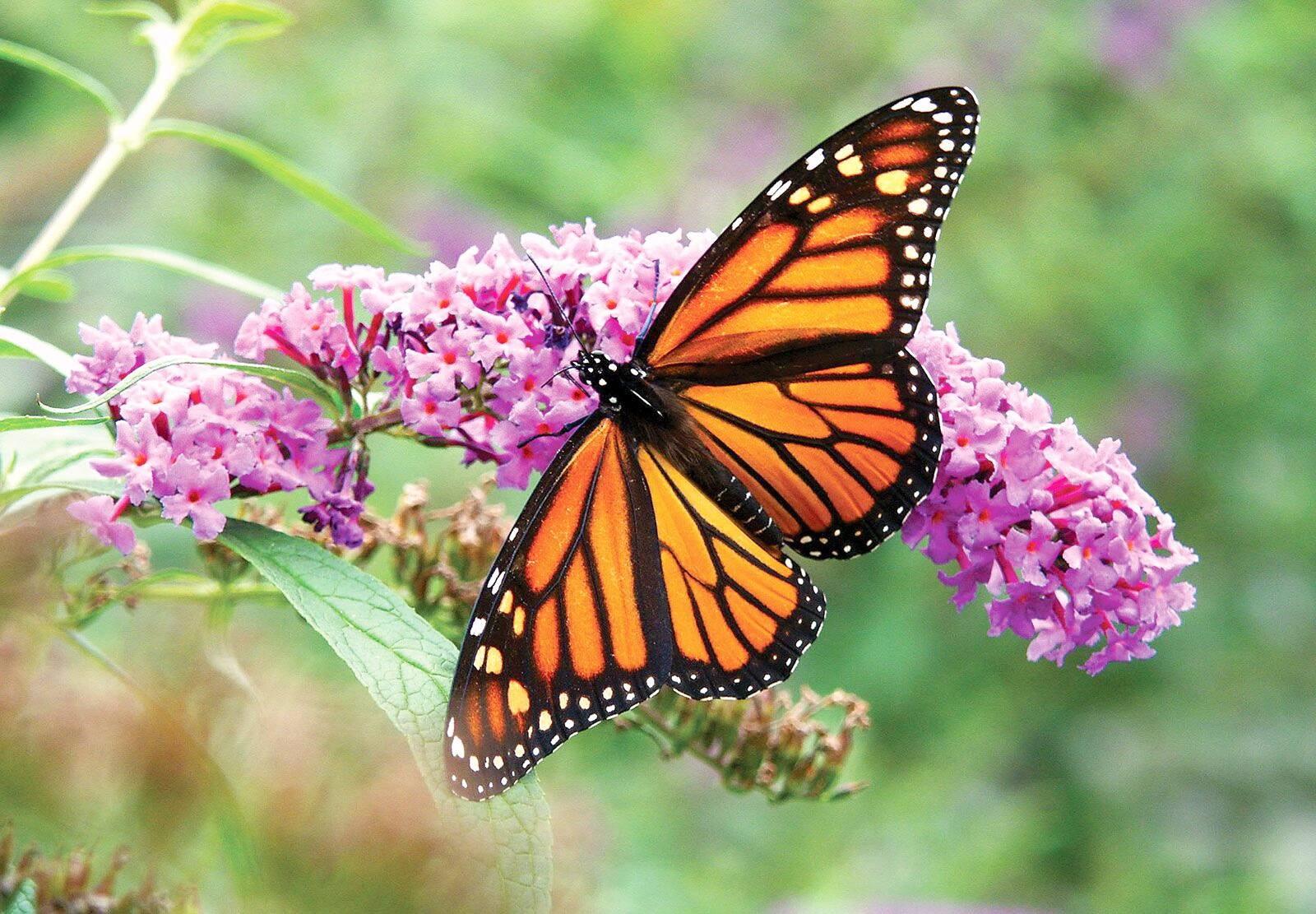 Attirer les papillons dans votre jardin grâce à ces 5 fleurs | JDM