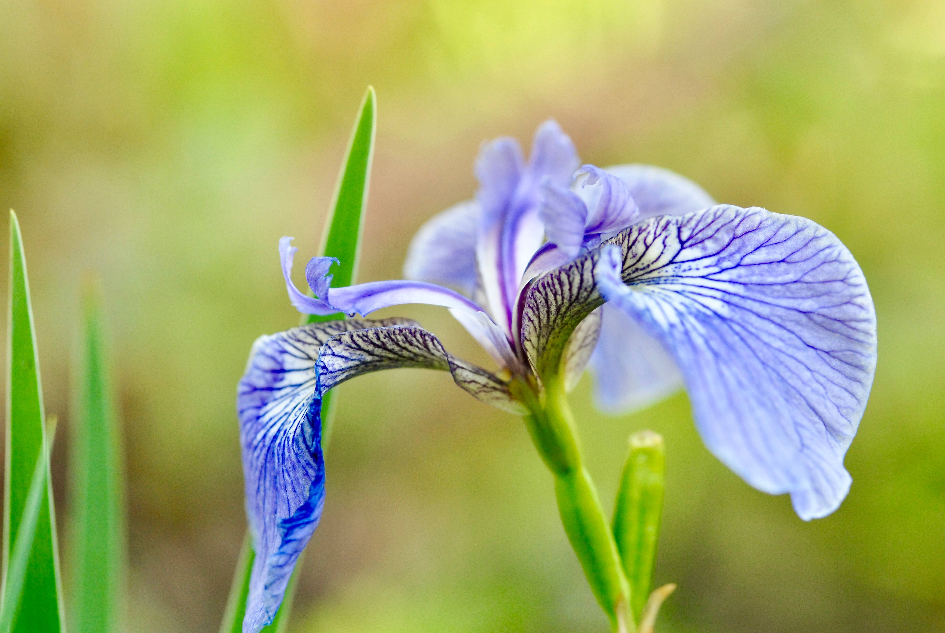 L’iris, la fleur parfaite pour les milieux humides | JDQ