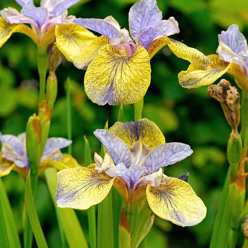L’iris, la fleur parfaite pour les milieux humides | JDM