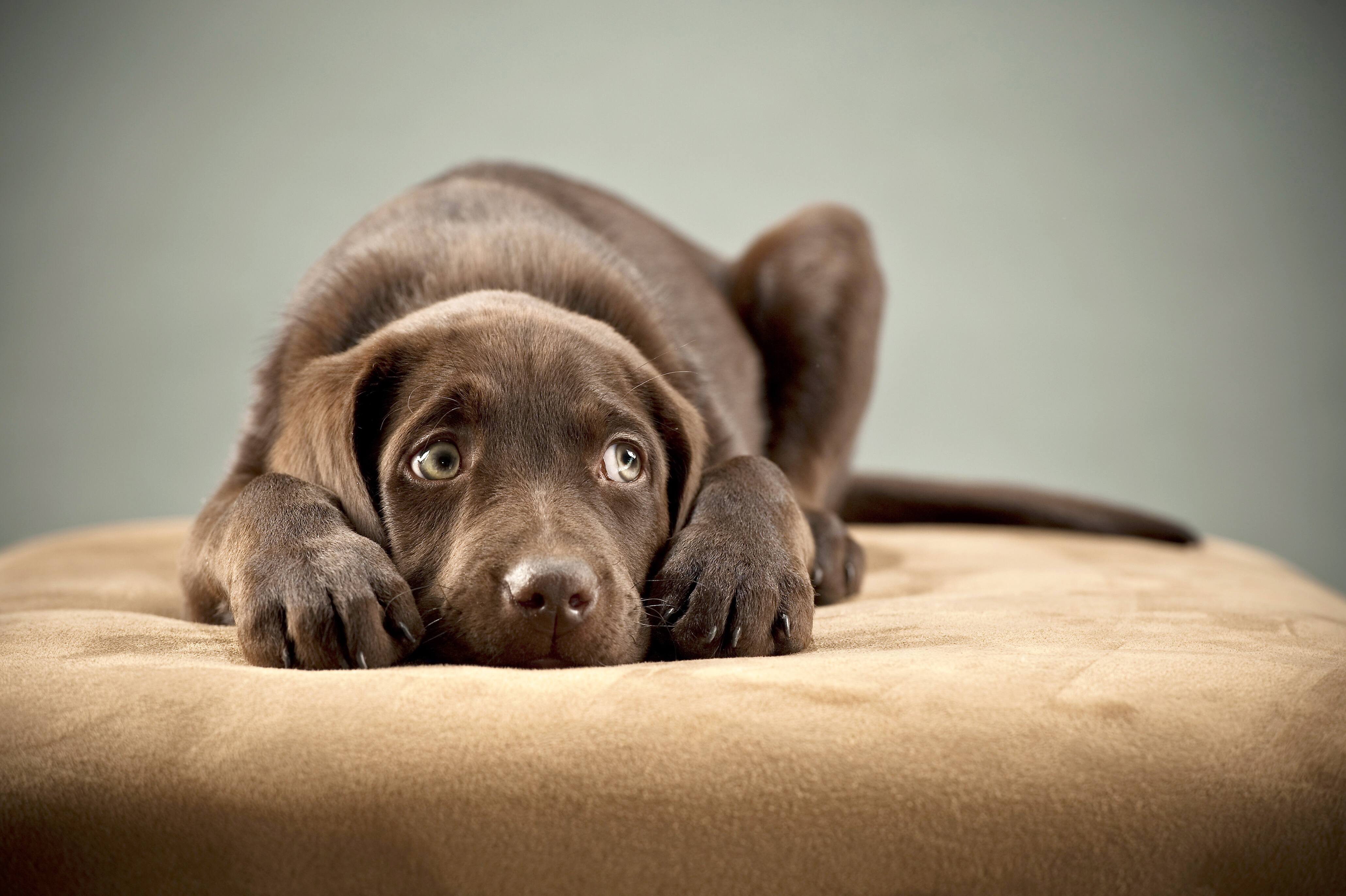 Voici comment traiter un chien trop peureux | JDQ