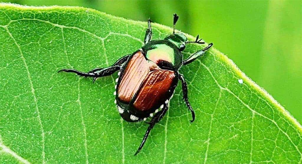 Comment se débarrasser des scarabées japonais? Notre expert vous répond ...