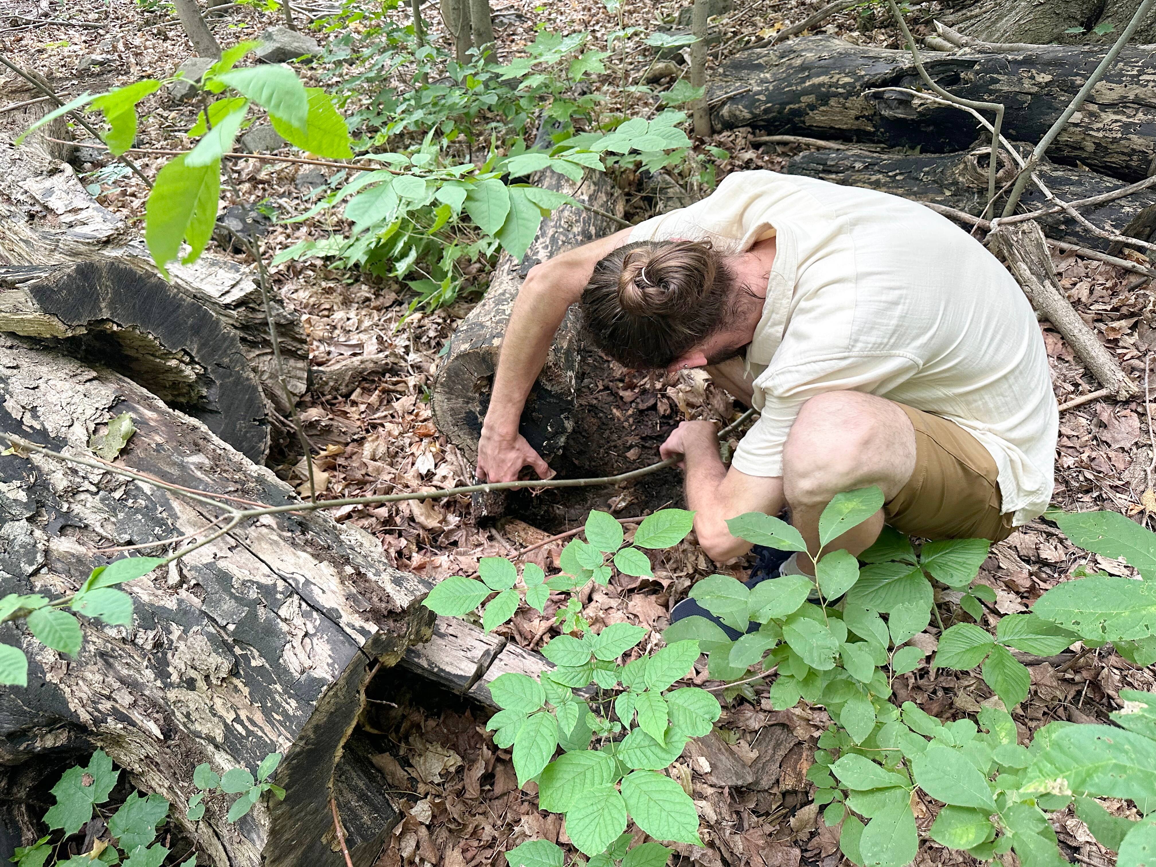 Ce biologiste aménage une «route à renards» en plein coeur de Montréal ...