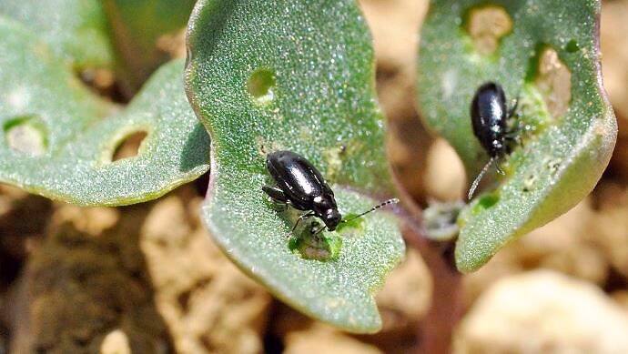 Du gazon en paillis: une bonne idée? | JDM