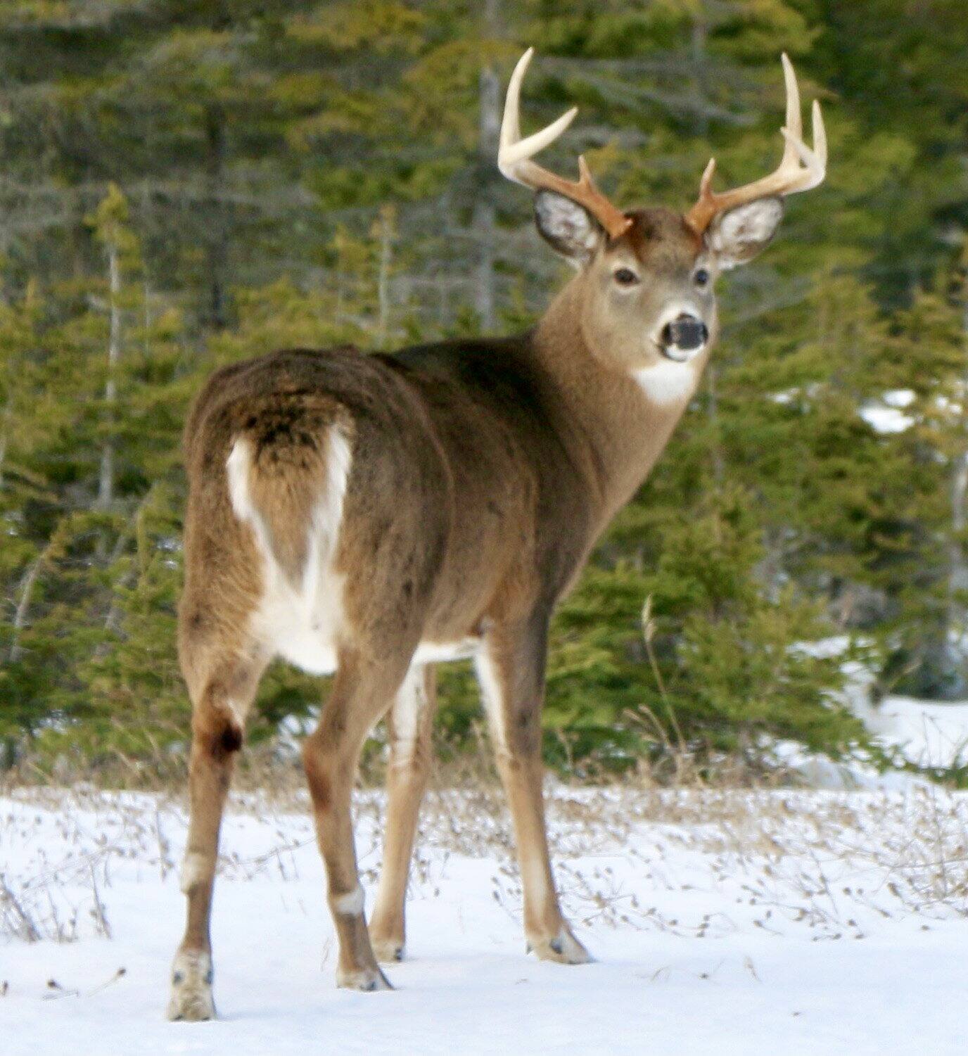Une loi qui va concerner directement les chasseurs | JDQ