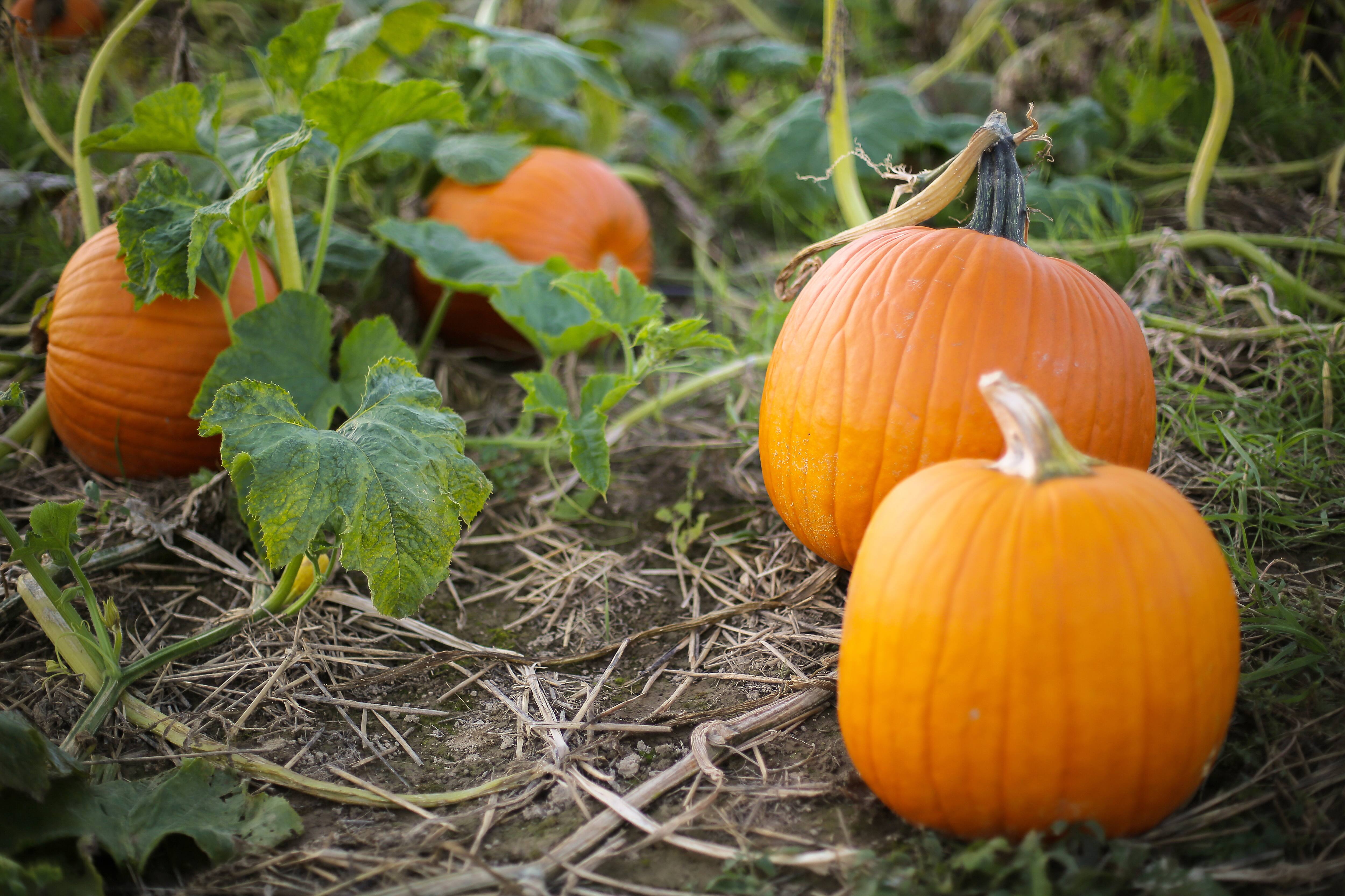 C’est le temps des citrouilles! Conseils pour la préparation, la ...