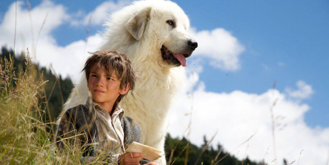 Voici cinq films pour les amoureux des chiens (...et ils sont tous ...