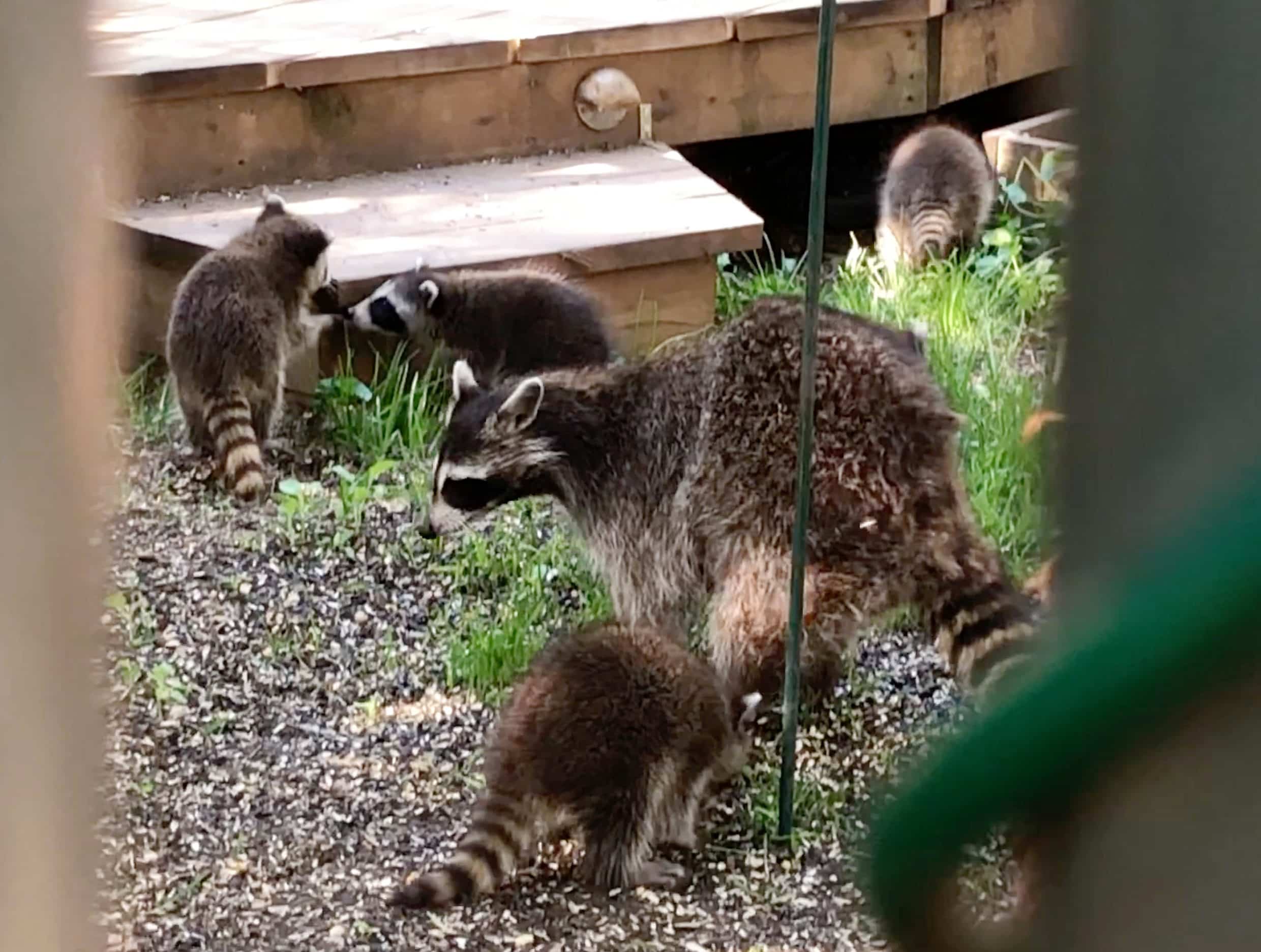 Rage animale: l'interdiction de transport d'espèces sauvages prolongée ...