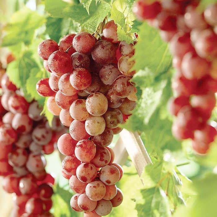 7 cultivars de vigne à raisin rustiques à planter chez vous et qui ...