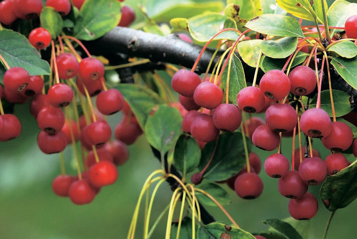 5 arbres fruitiers qui attireront les oiseaux sur votre terrain | JDM