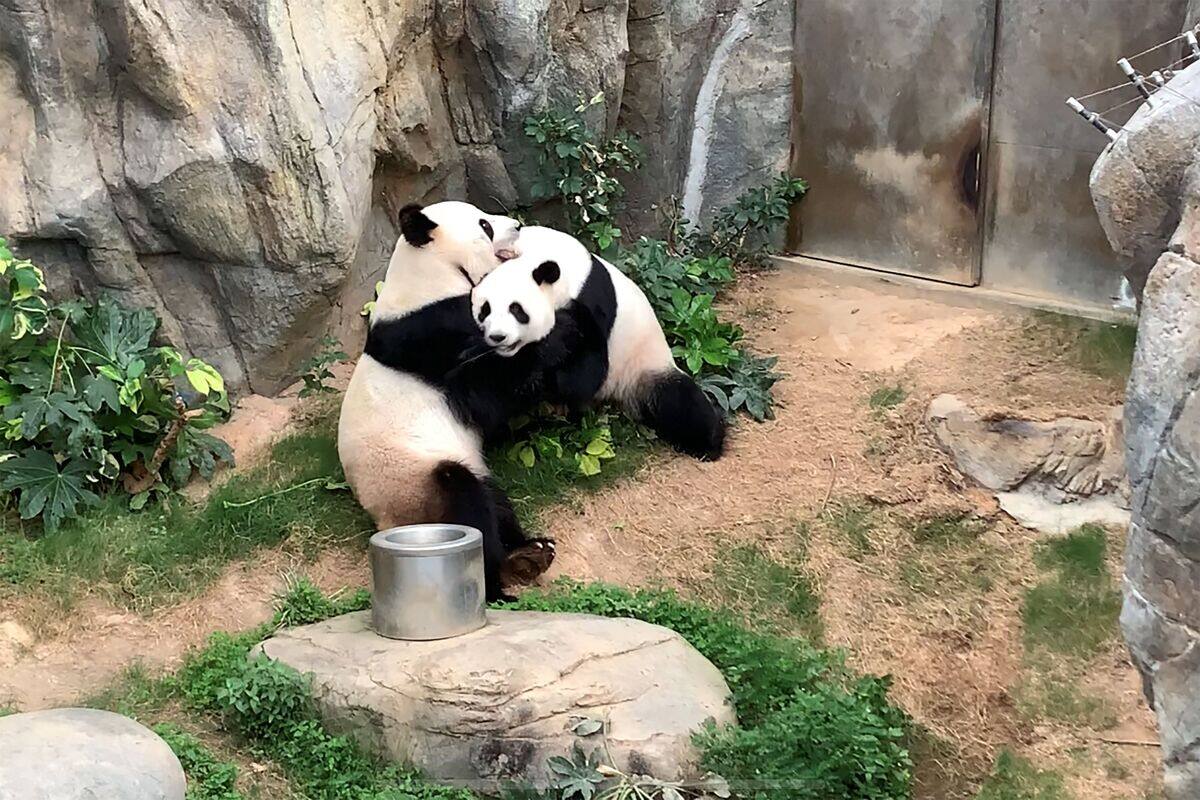 Après dix ans d’abstinence, un couple de pandas folâtre en pleine ...