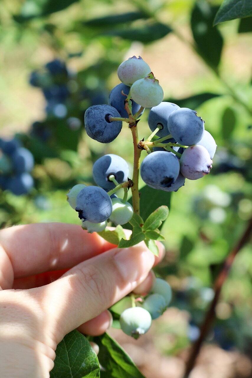 Voici 10 endroits au Québec où récolter fruits et légumes | JDM