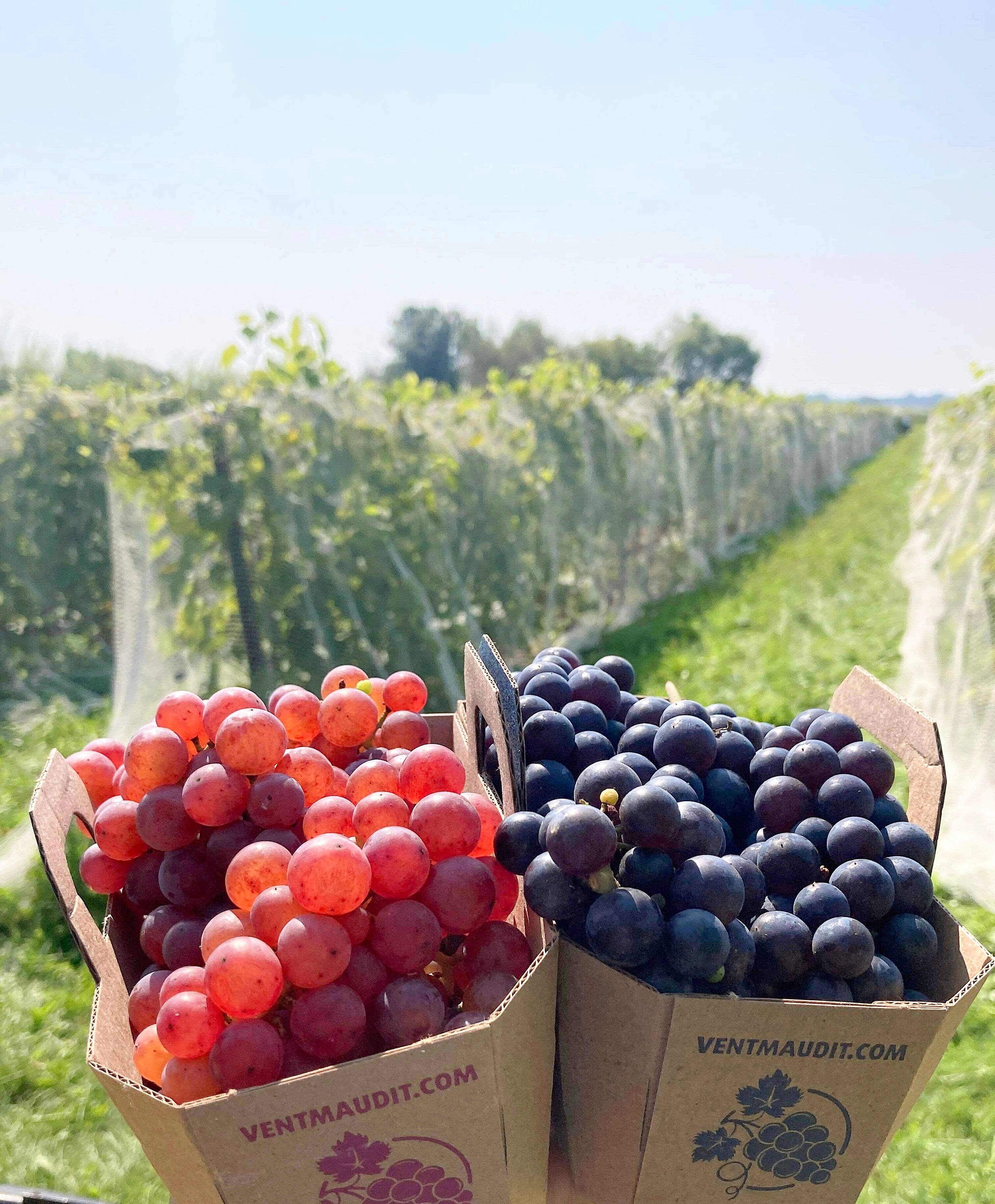 Voici 10 endroits au Québec où récolter fruits et légumes | JDQ
