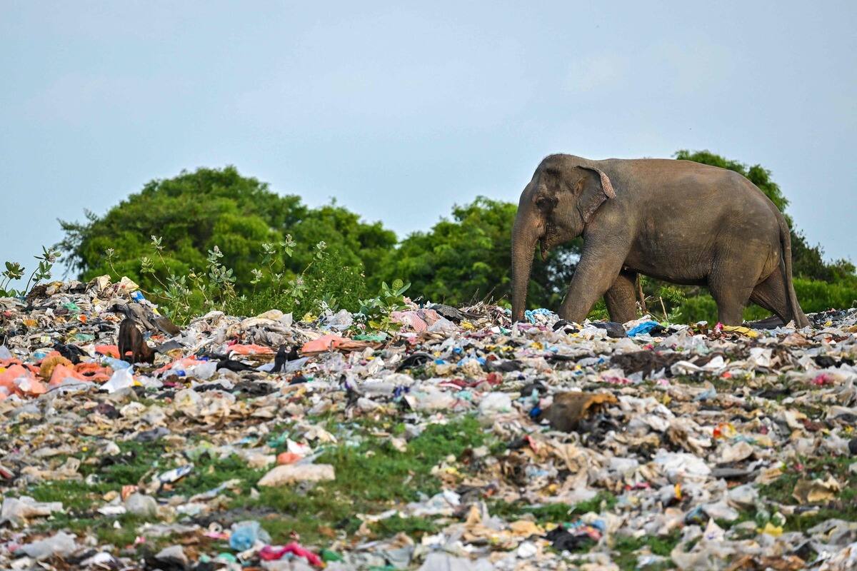 Le plastique tue les éléphants au Sri Lanka | JDM