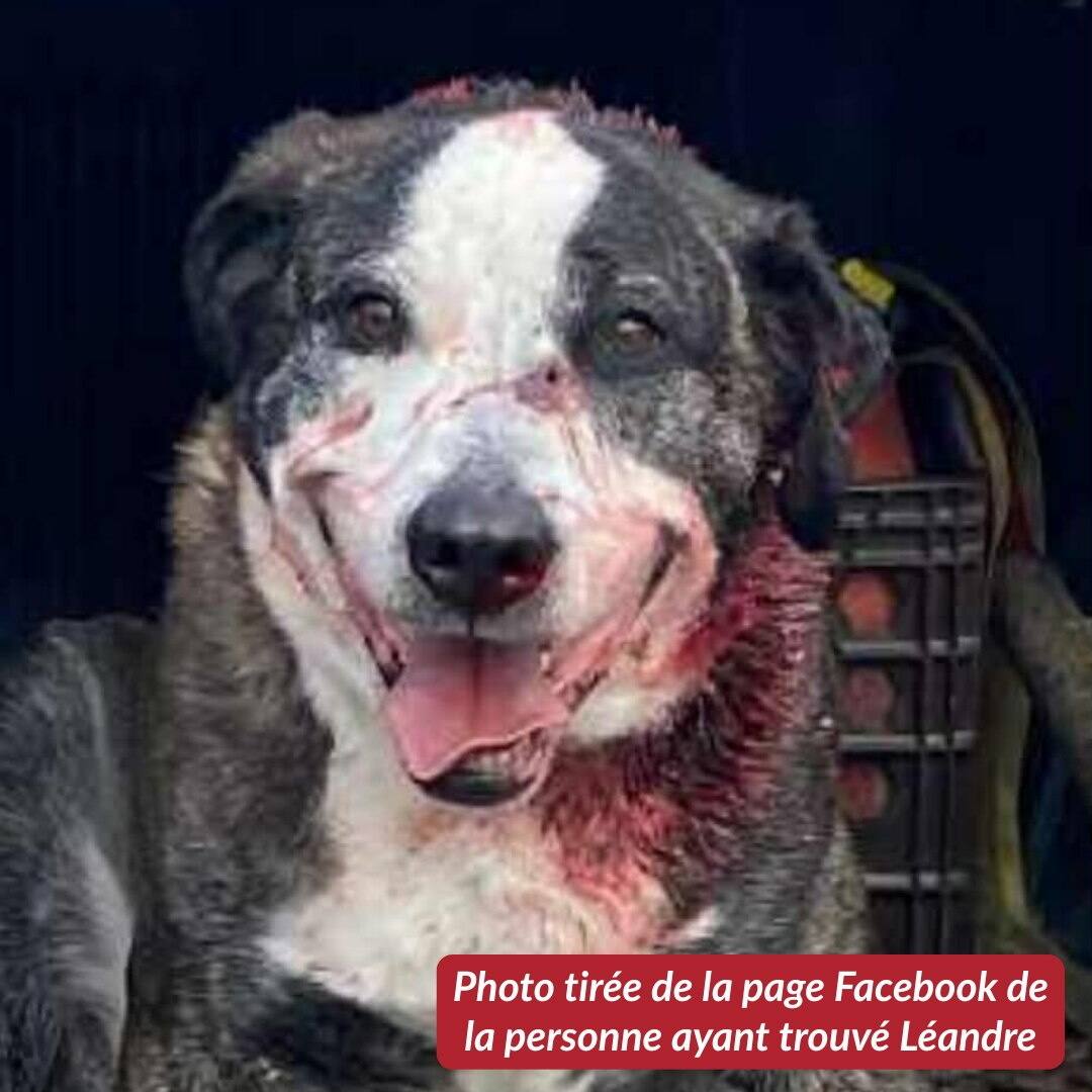 La SPCA sauve un chien blessé par des coups de feu près de Matane | JDM