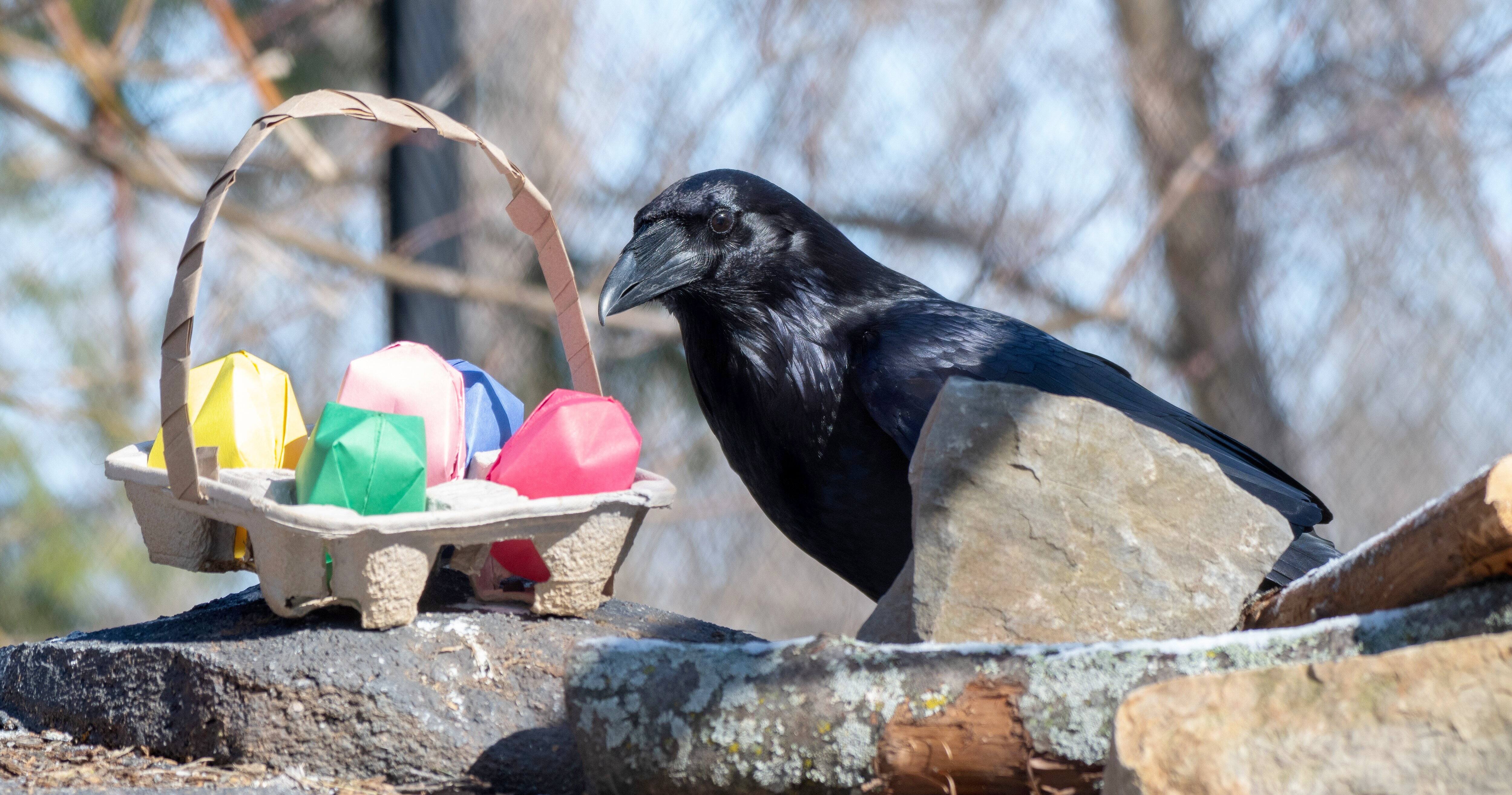 Signe du printemps, l'ourse Genie est sortie de son sommeil hivernal ...
