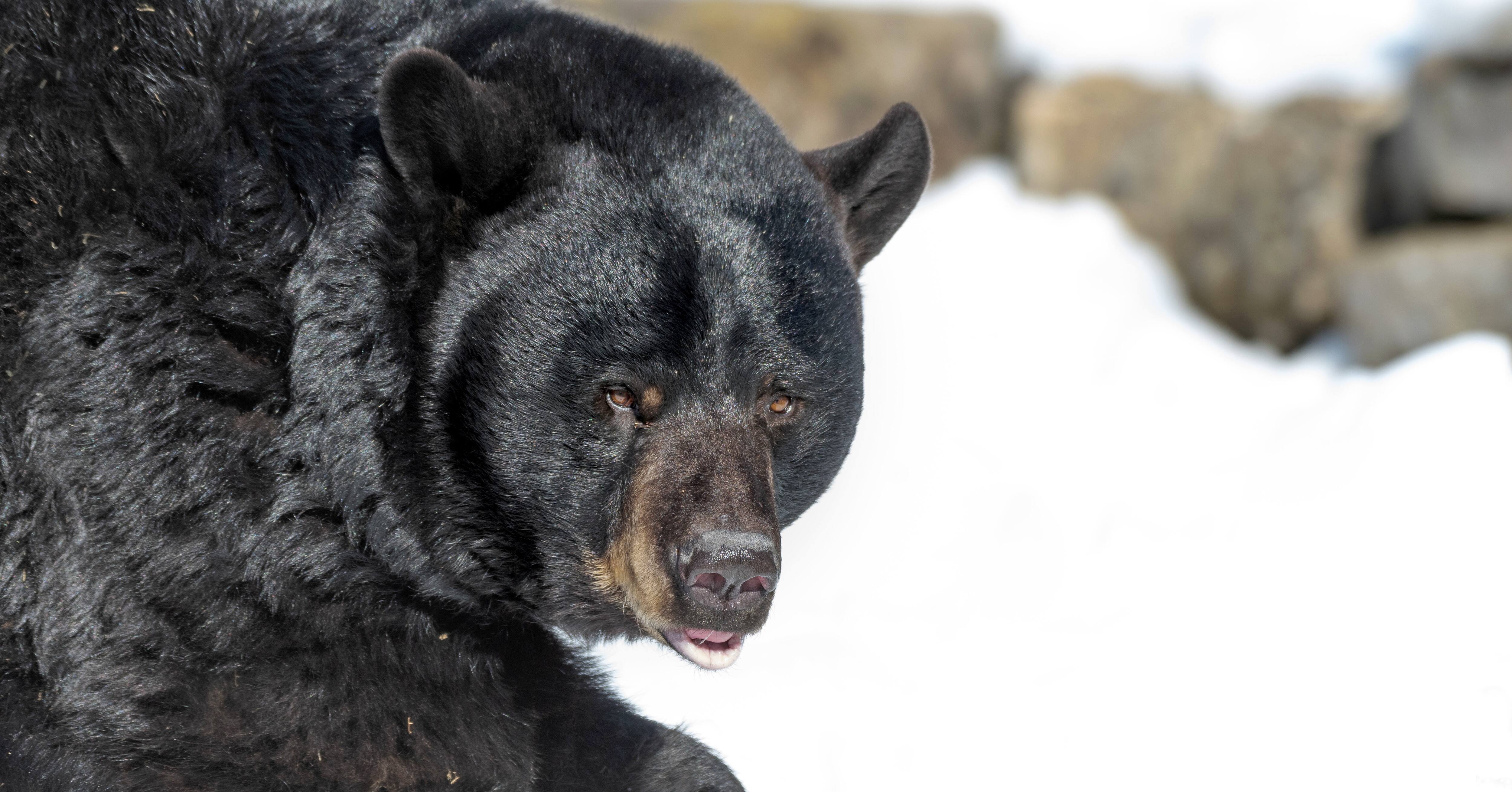 Signe du printemps, l'ourse Genie est sortie de son sommeil hivernal ...