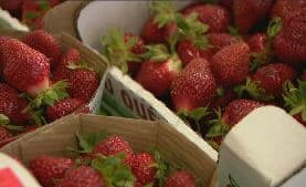 Réduflation de 25%: le casseau de fraises du Québec rapetissera cet été | TVA Nouvelles