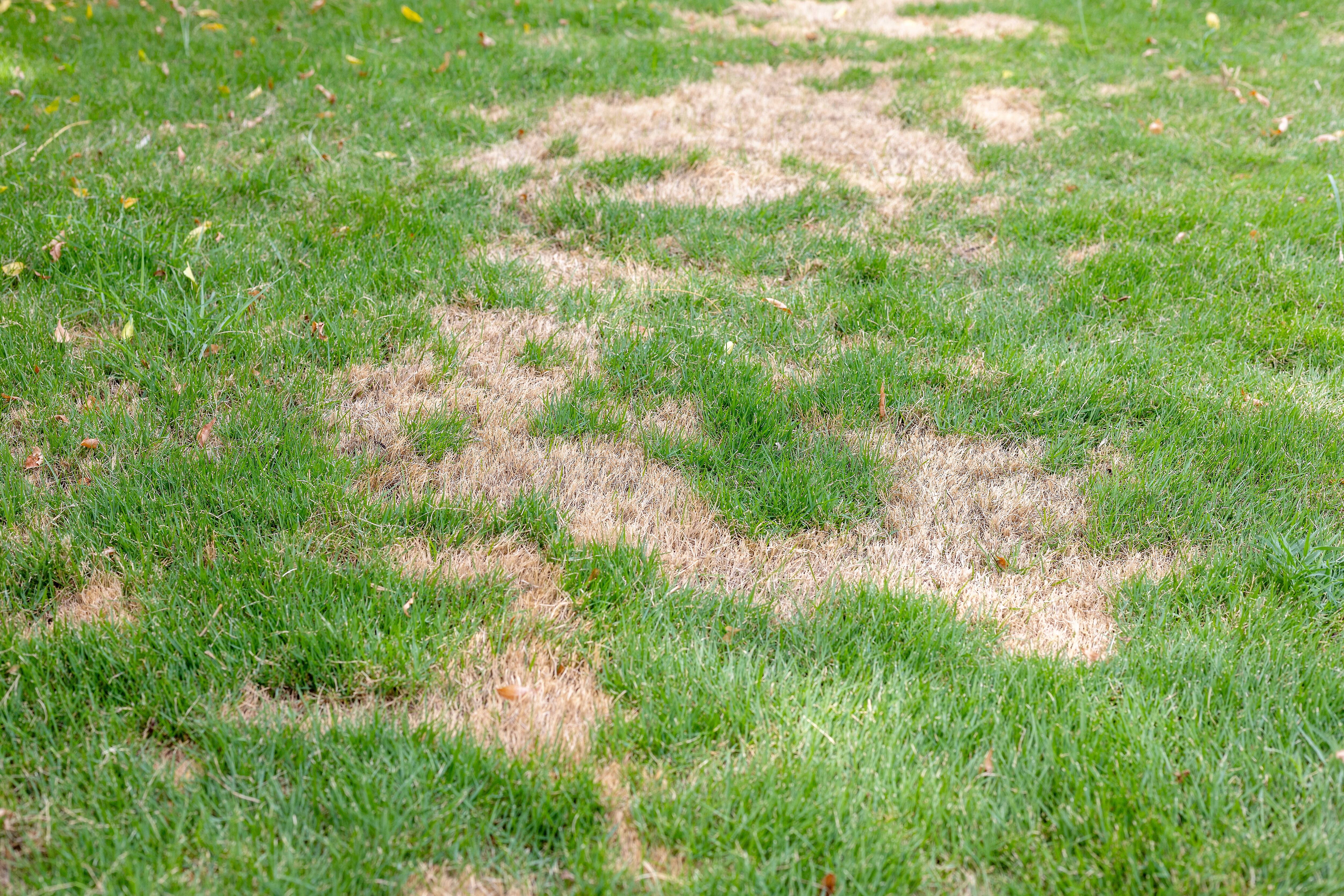 Vers blancs et jaunissement: voici comment aborder les problèmes les ...