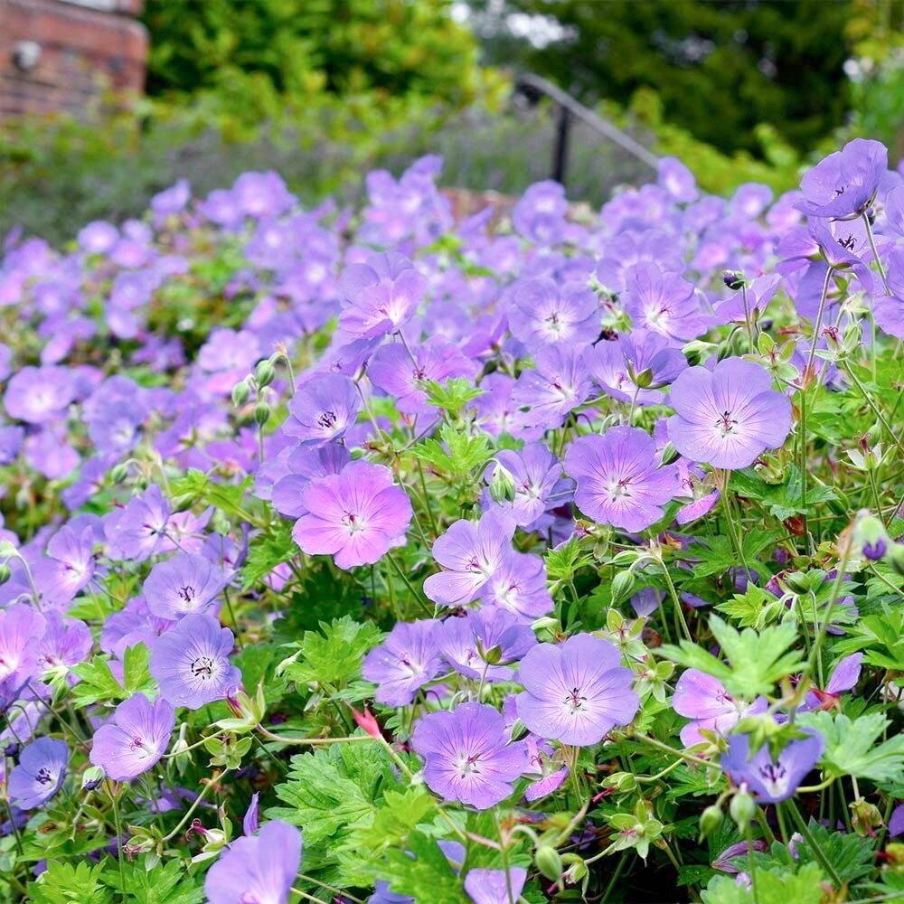 3 vivaces qui vous permettront d'avoir une terrasse fleurie tout l'été ...