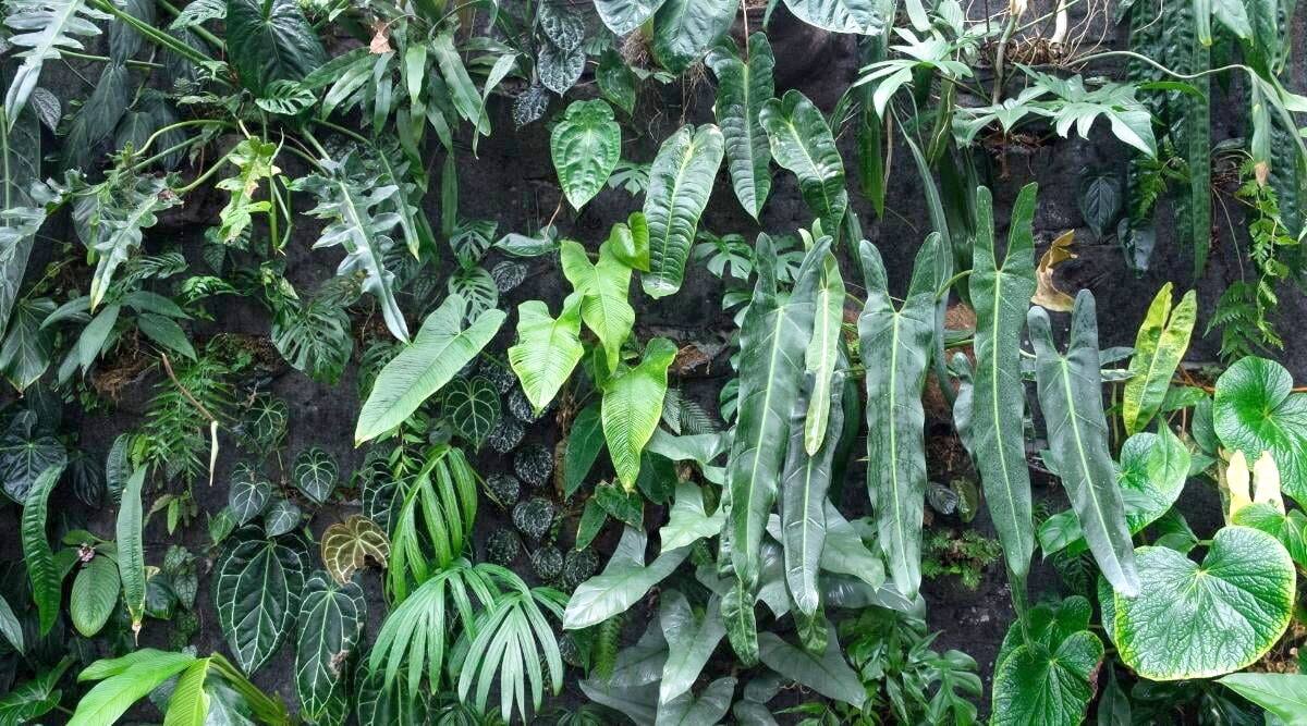 Philodendron: des plantes d’intérieur les plus faciles à cultiver à la ...