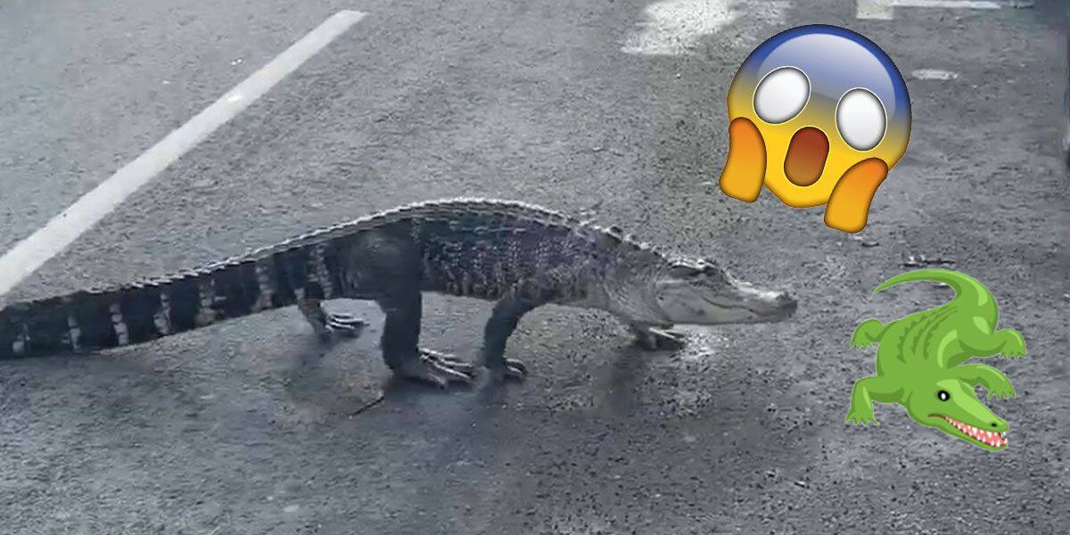 [VIDÉO] Un alligator nonchalant traverse la rue Jarry comme si de rien ...
