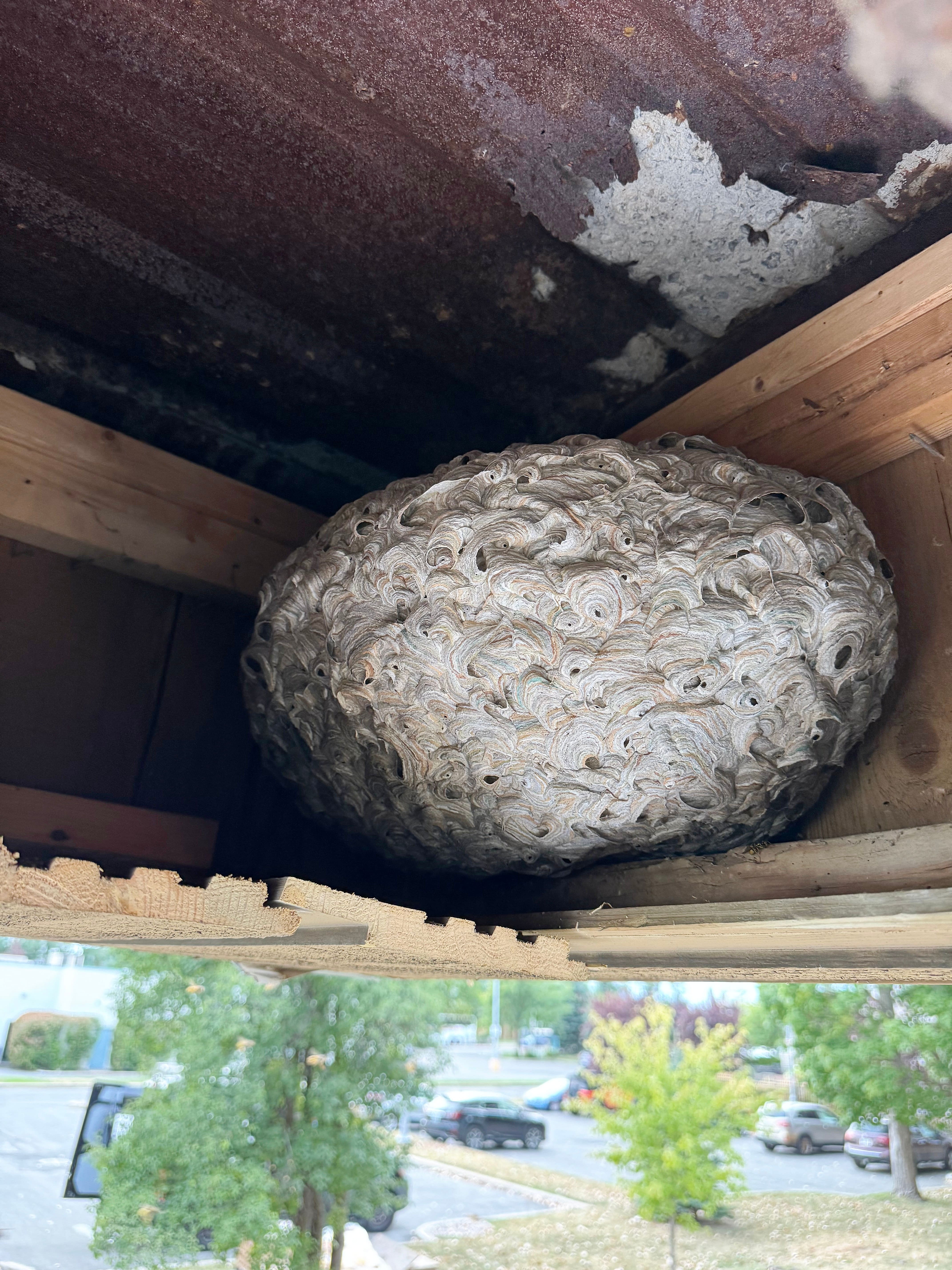 Biking barbie she is the entire deal and can sustain her