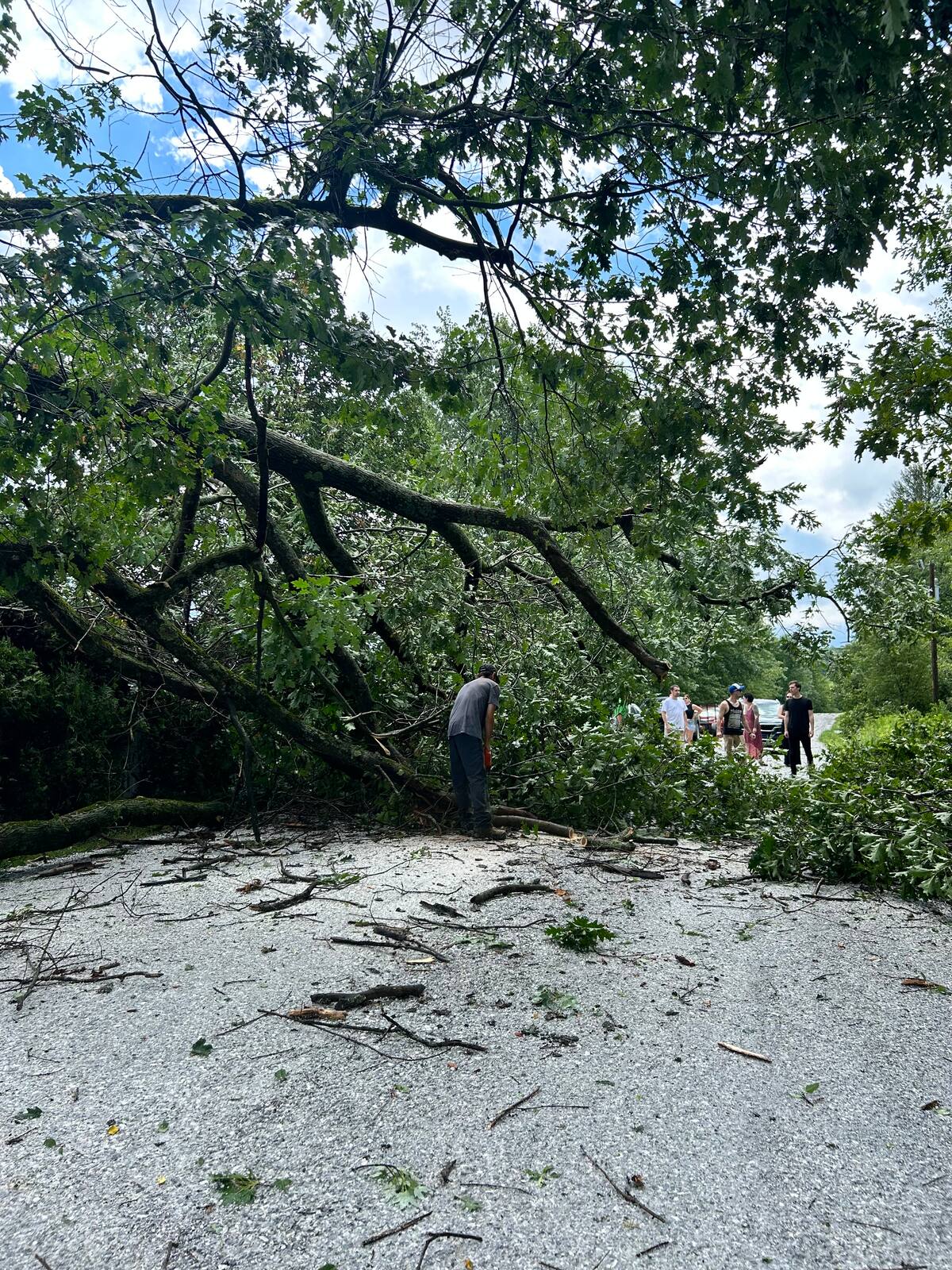 EN IMAGES | Possible tornade? Une route bloquée après la chute d’arbres ...