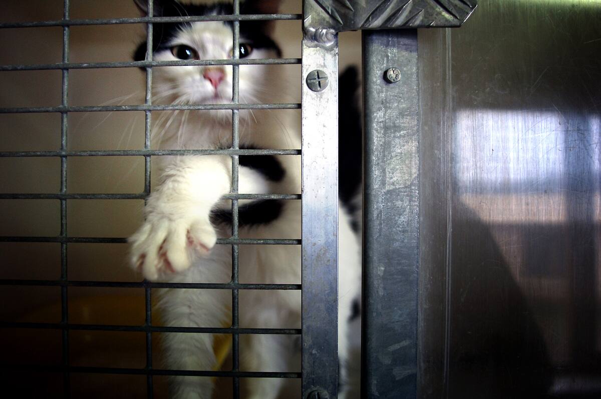 Cats imprisoned for three months in Germany