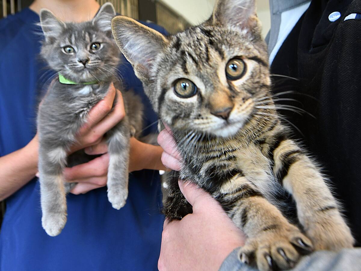 La SPA de Québec déborde de chats à adopter | TVA Nouvelles