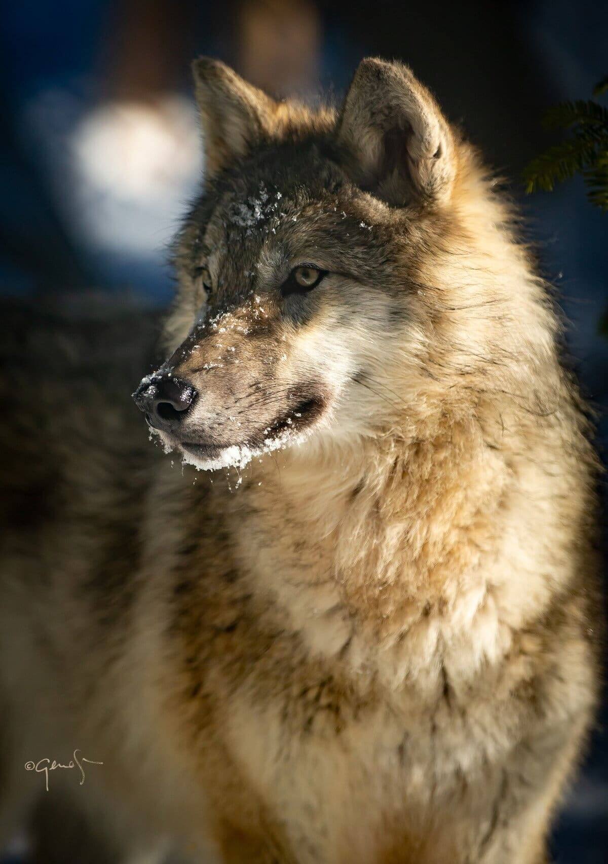 Un des plus importants sanctuaires de loups au Québec a ouvert ses ...