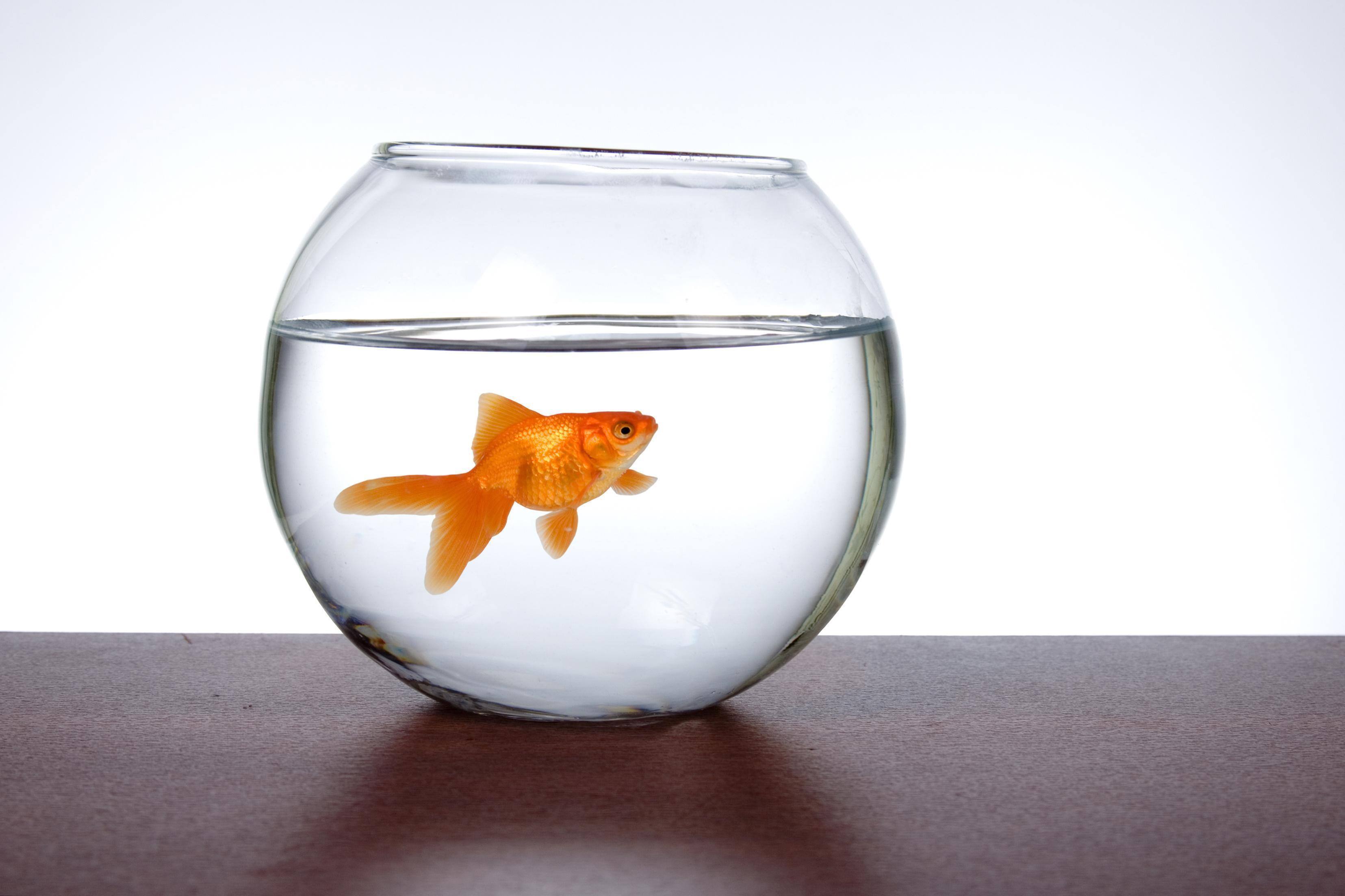 Blagues pour le poisson d'avril: 5 idées inoffensives | TVA Nouvelles