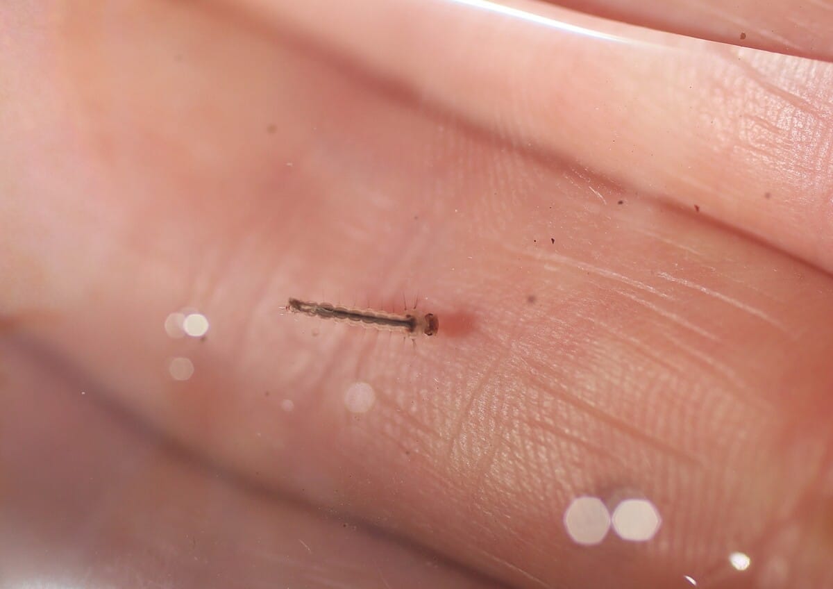 Le vaccin de Valneva contre le Chikungunya protège pendant trois ans | JDM