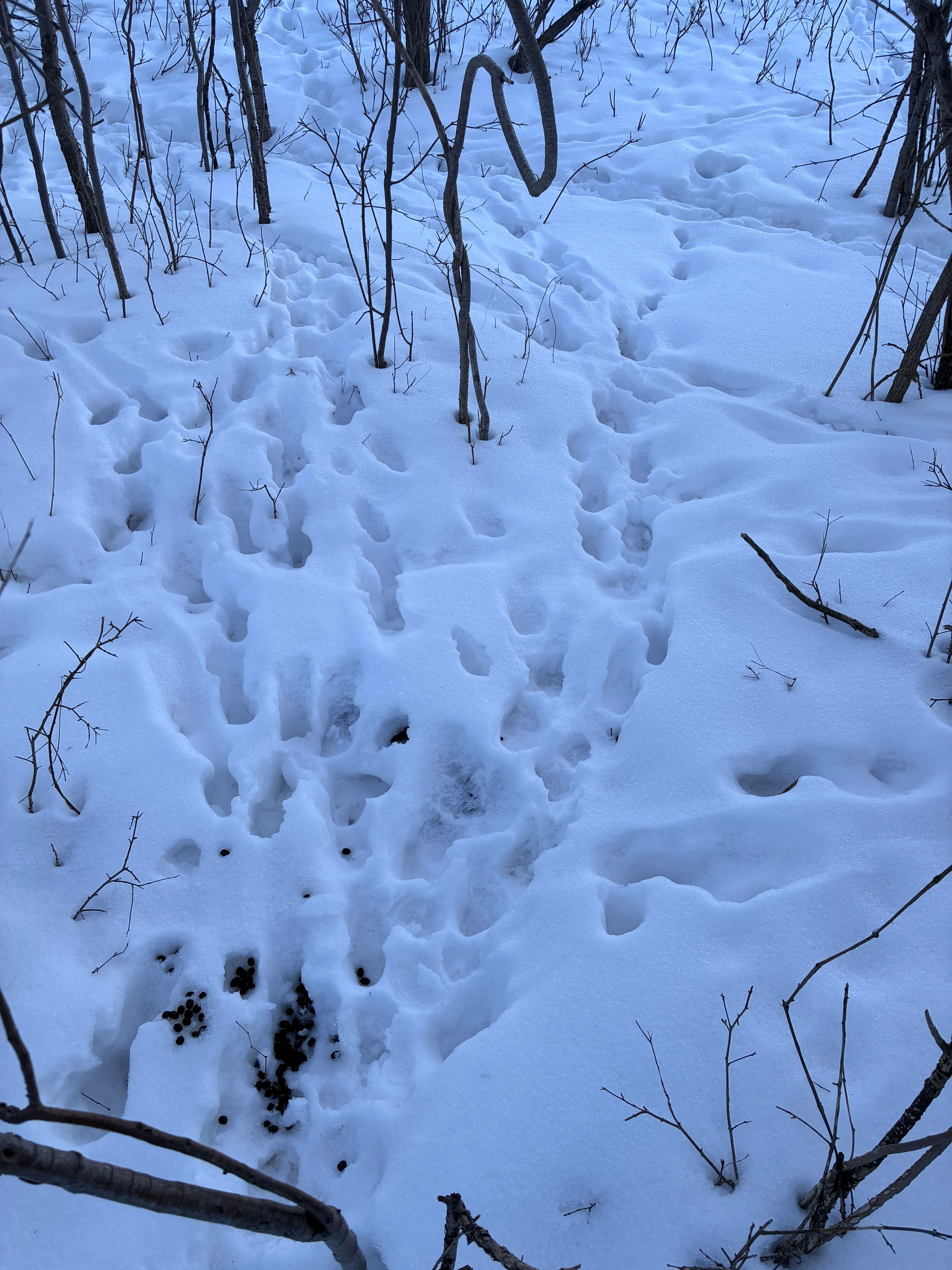 La surpopulation de cerfs à Montréal n’est pas réglée et l’abattage n ...