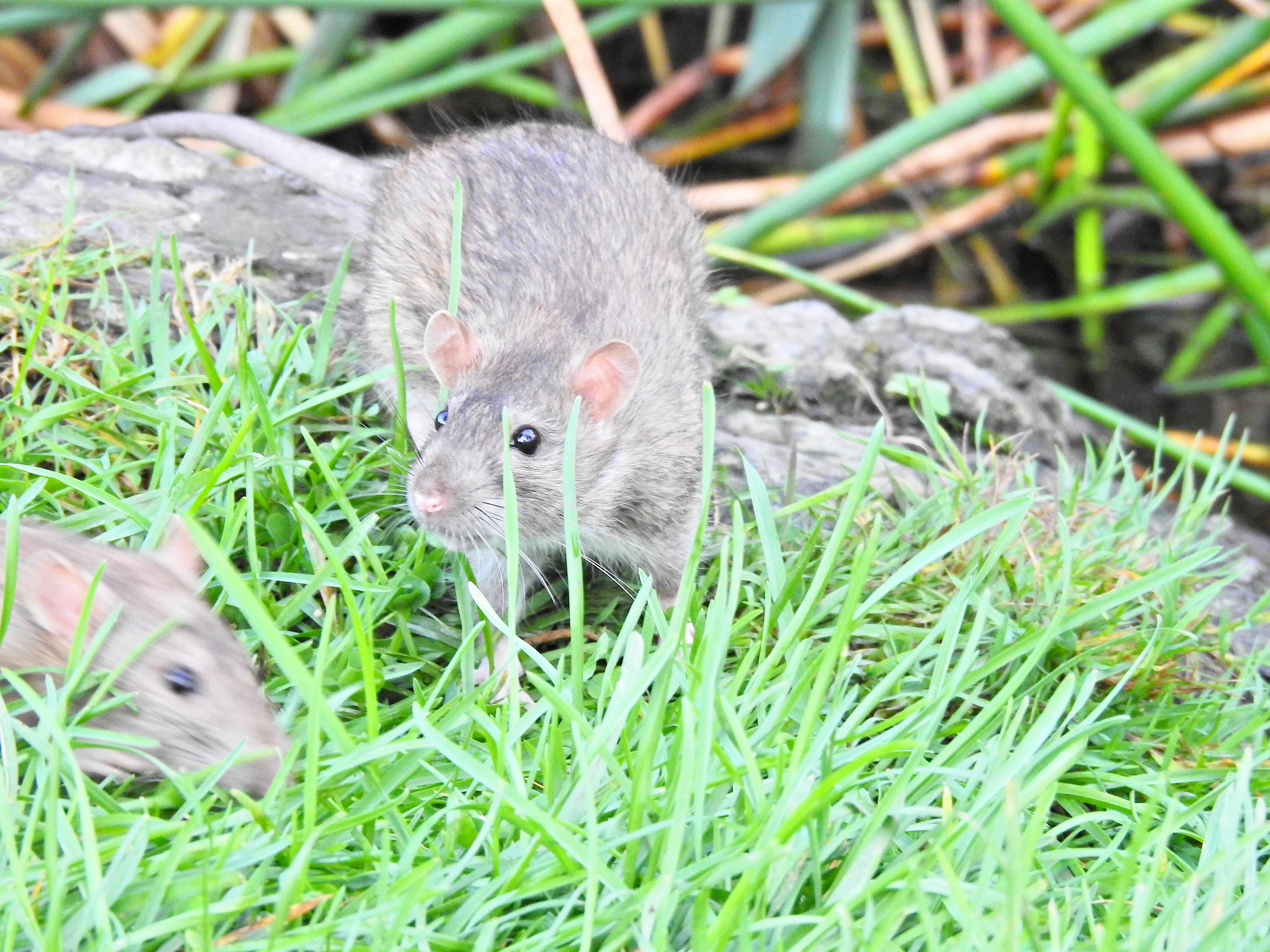 [VIDÉO] Les rats côtoient les canards au parc Jarry à Montréal | JDM