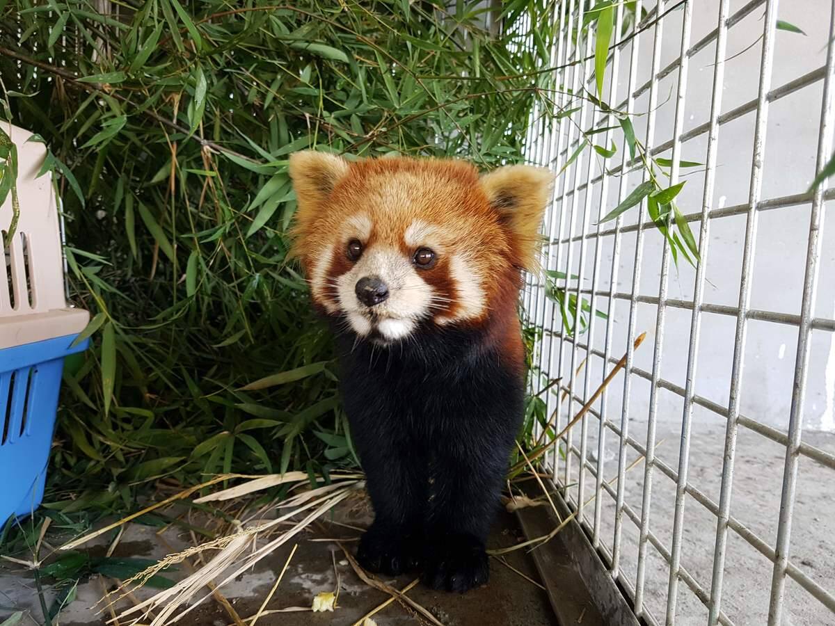 16 photos de pandas roux qui vous feront découvrir votre nouvel animal ...