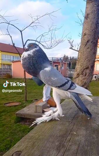 EN VIDÉO | Un «pigeon mutant» aux cuisses d’athlète intrigue les ...