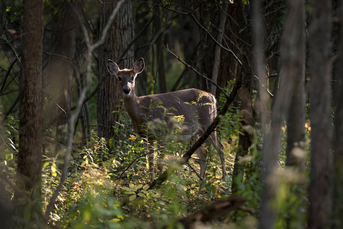 Cerfs de Longueuil: la chasse est ouverte au parc Michel-Chartrand ...