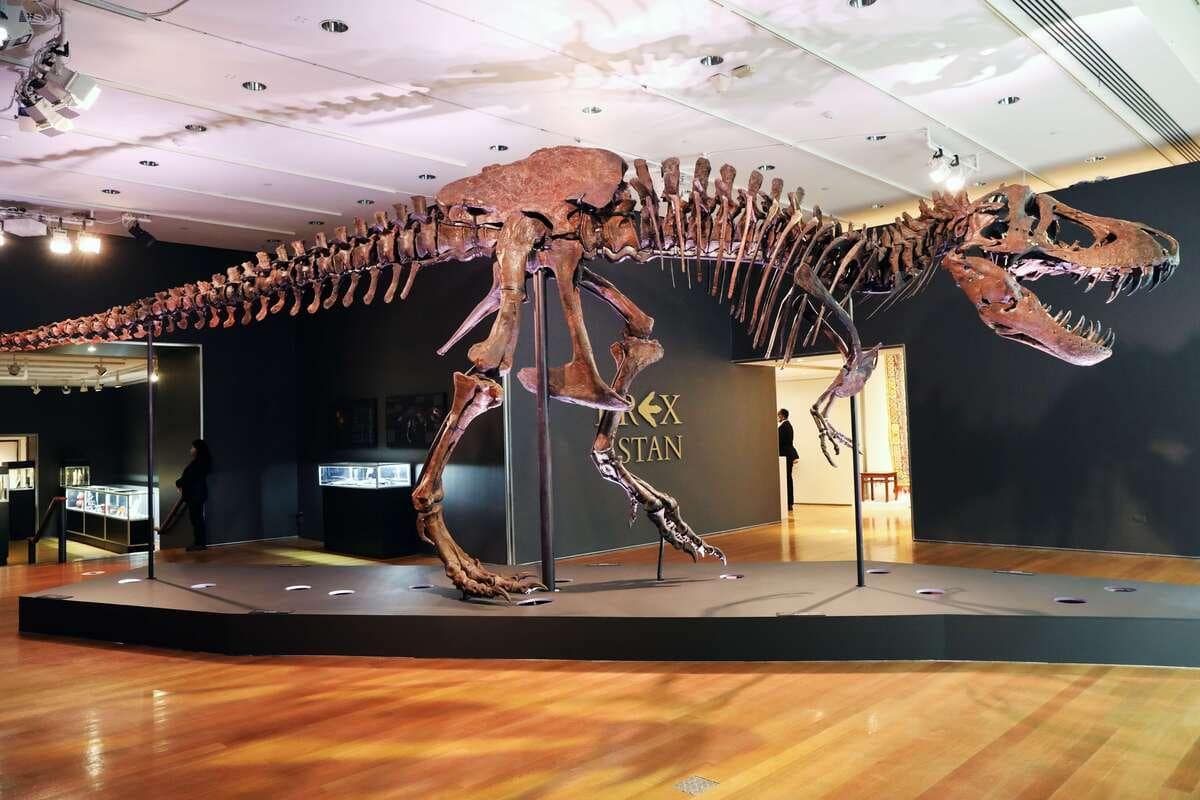 Un T-Rex vendu 31,8 millions de dollars | TVA Nouvelles