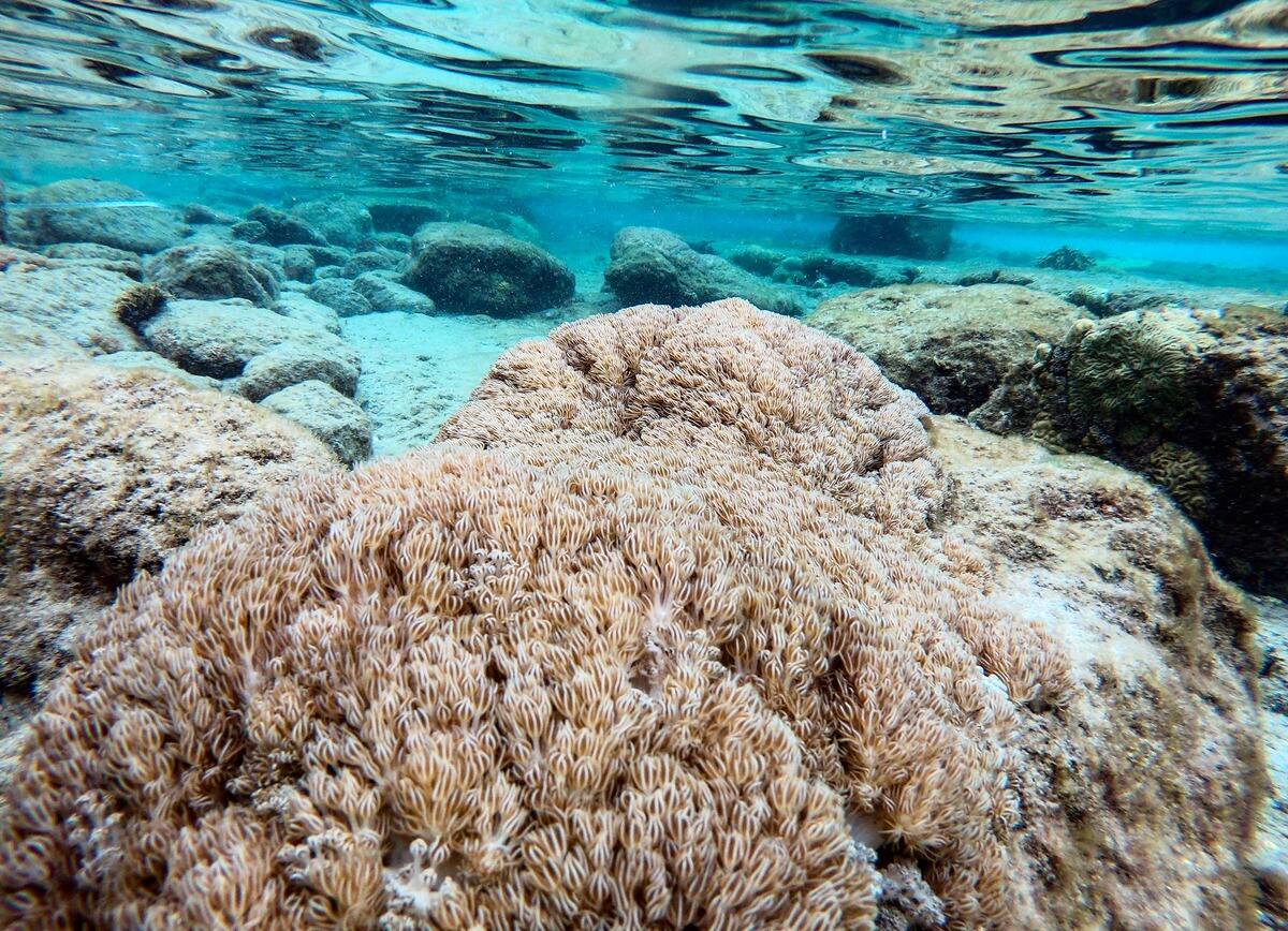 Les récifs coralliens ont franchi un «point de basculement» climatique ...