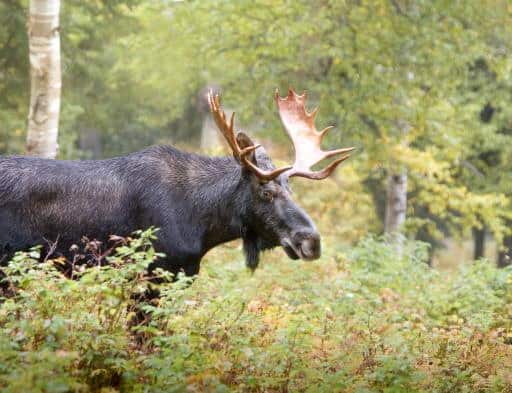 Une nouvelle collision avec un orignal fait un mort dans le Bas-Saint ...
