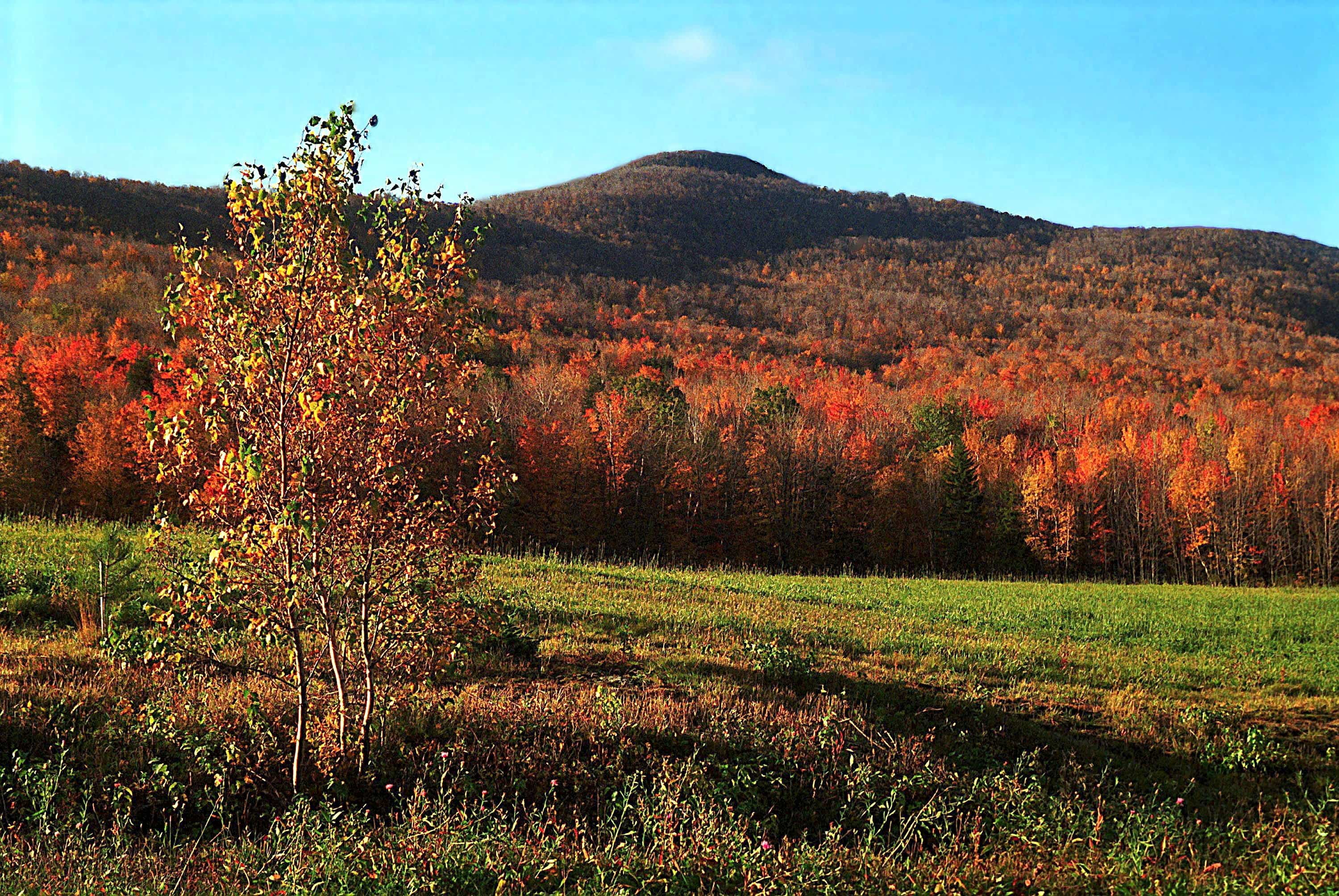Incertitude pour l’avenir du mont Pinacle après la mort de Daniel ...