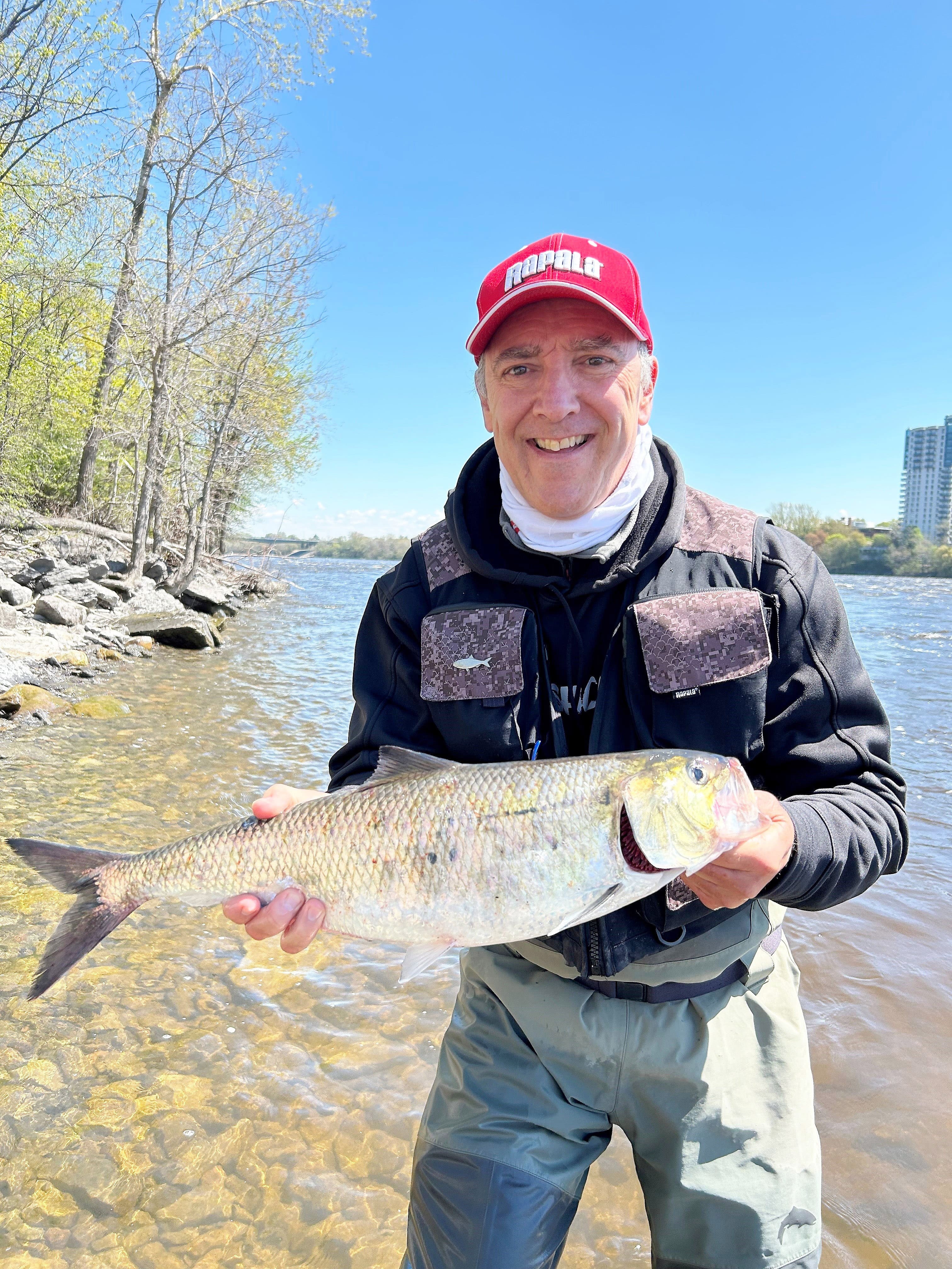 Alose savoureuse: ne manquez pas le meilleur de la pêche | JDM