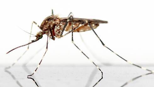 Vous trouvez qu’il y a plus de maringouins à Montréal? Voici pourquoi ...