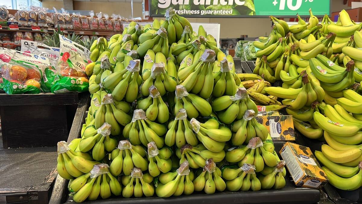 Pourquoi la grappe des bananes ne dépasse-t-elle jamais les 2$ dans nos ...