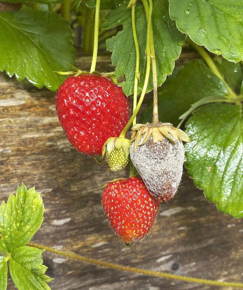 Quelle est la moisissure blanc grisâtre qu'on retrouve sur les fraises ...