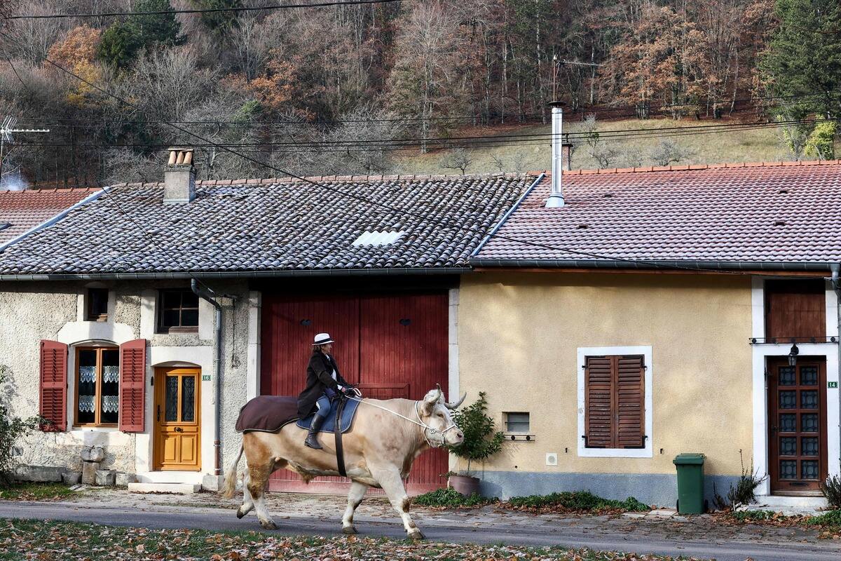 Voici Aston, le taureau qui se prenait pour un cheval | JDM