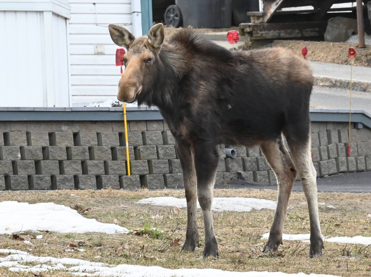 [EN IMAGES] En cavale, un orignal cause l’émoi au centre-ville de Lévis ...
